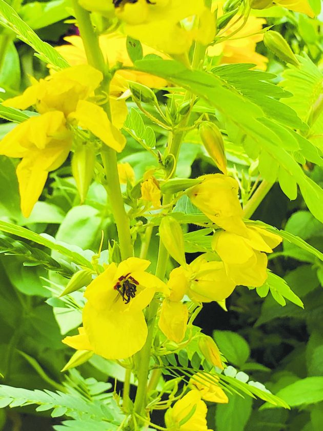 Partridge pea attracts bees and butterflies | News, Sports, Jobs ...
